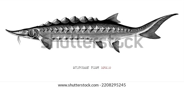 Sturgeon Fish Hand Drawing Engraving Style Stock Vector (Royalty Free ...