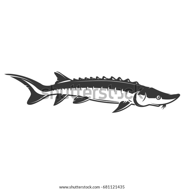 Sturgeon Fish Icon Isolated On White Stock Vector (Royalty Free) 681121435