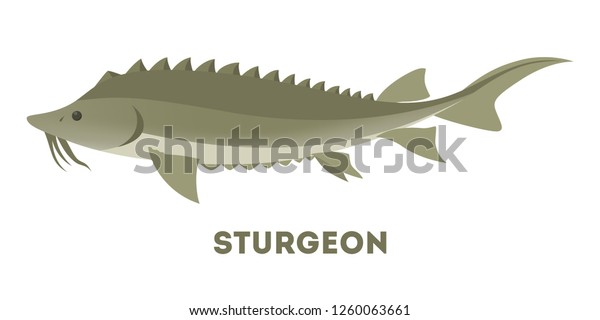 873 Cartoon Sturgeon Bilder, Stockfotos und Vektorgrafiken | Shutterstock