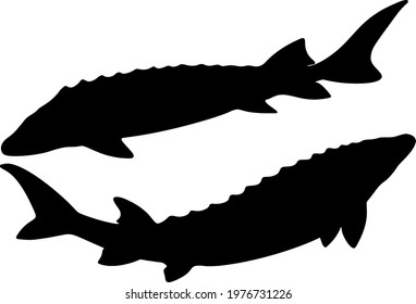 Sturgeon Fish Set Vector Image Stock Vector (Royalty Free) 1976731226 ...
