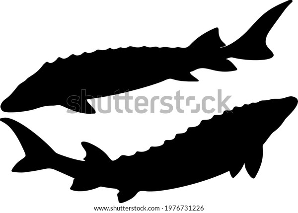 Sturgeon Fish Set Vector Image Stock Vector (Royalty Free) 1976731226 ...