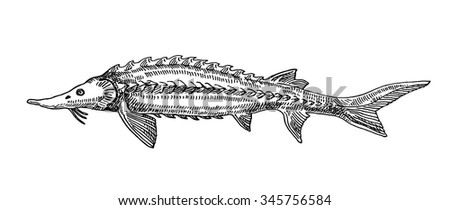 Sturgeon Fishvector Hand Drawing Stock Vector (Royalty Free) 345756584 ...