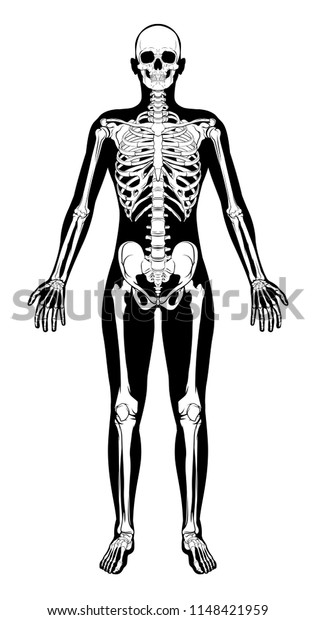 Stylised Unisex Human Figure Skeleton Standing Stock Vector (Royalty ...