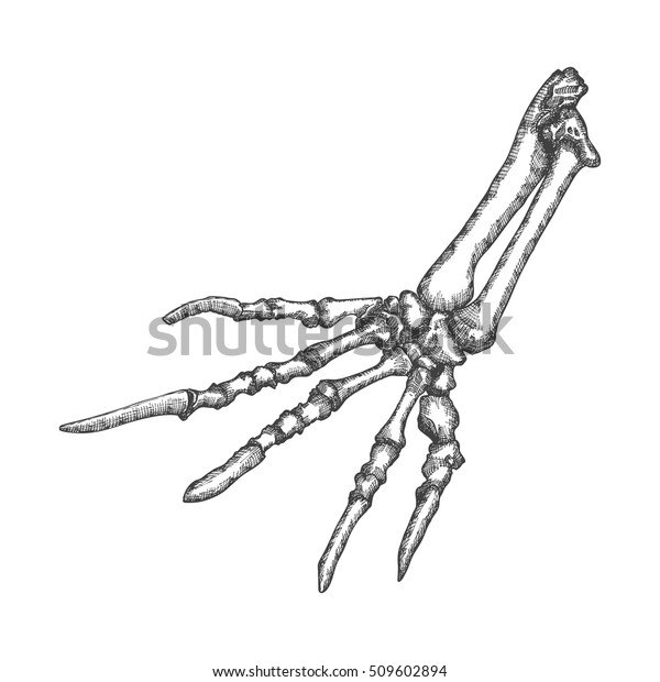Stylized Drawing Lizard Bones Hand Decorative Stock Vector (Royalty ...