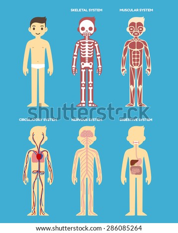 Stylized Human Body Anatomy Chart Skeletal Stock Vector (Royalty Free ...