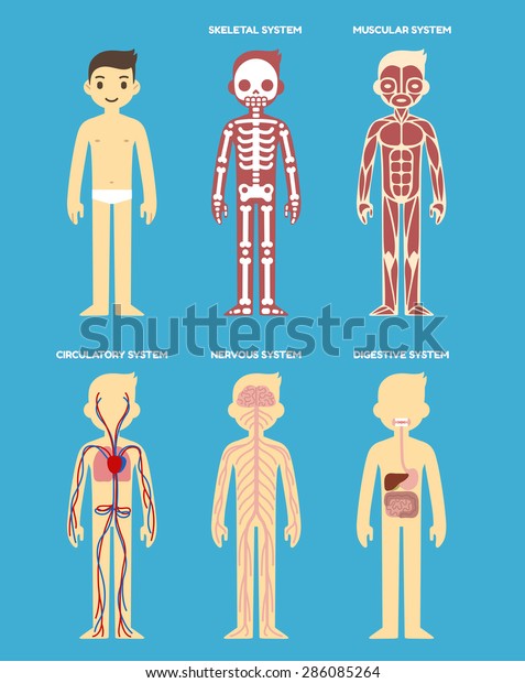 Stylized Human Body Anatomy Chart Skeletal Stock Vector (Royalty Free ...