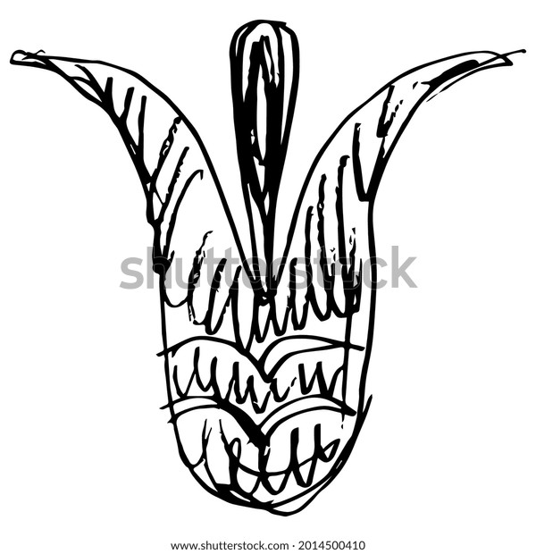 Stylized Tulip Lily Flower Ancient Greek Stock Vector (Royalty Free ...
