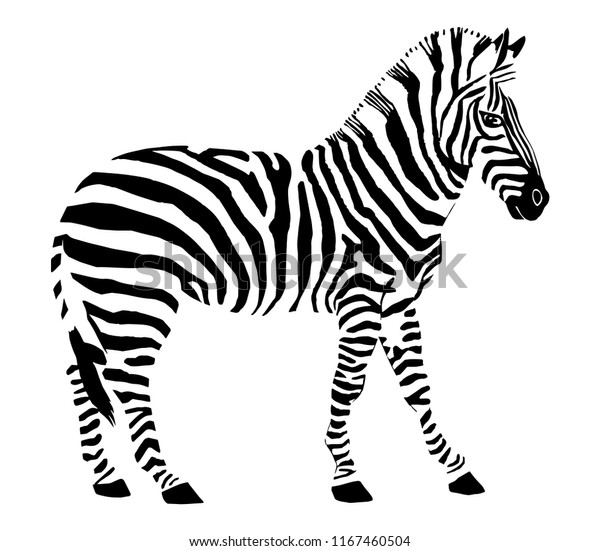 Stylized Zebra Drawing Hand Drawn Vector Stock Vector (Royalty Free ...