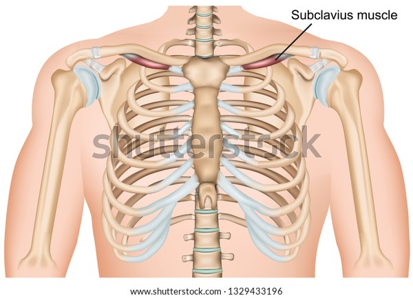 Subclavius Shoulder Muscle Medical Vector Illustration: เวกเตอร์สต็อก ...