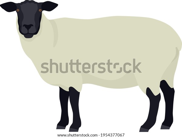 Suffolk Sheep Farm Animals Flat Vector Stock Vector (Royalty Free ...