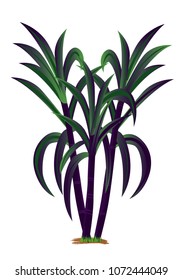 Sugar Cane Plant Vector Design Stock Vector (Royalty Free) 1072444049