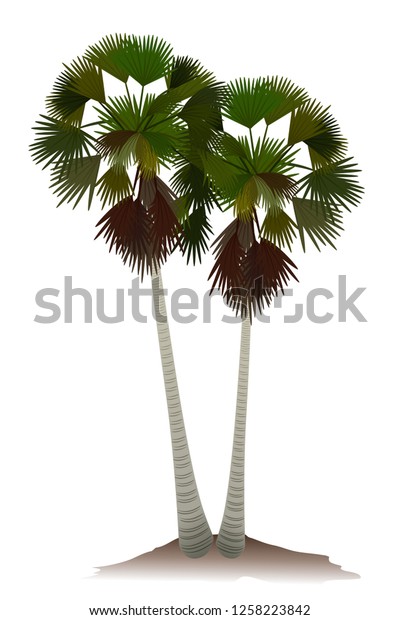 Sugar Palm Tree Isolated On White Stock Vector (Royalty Free) 1258223842