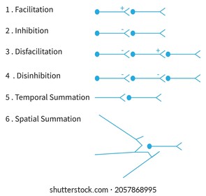 Summation Neurophysiologybasic Ways That Neurons Can Stock Vector ...