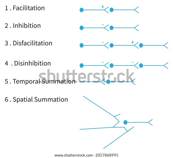 Summation Neurophysiologybasic Ways That Neurons Can Stock Vector ...