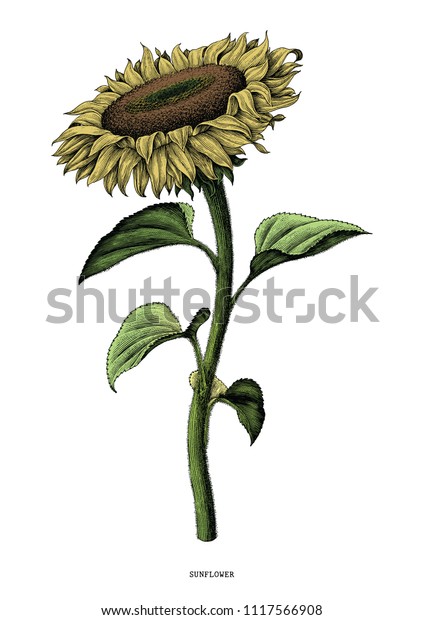 Sunflower Hand Drawing Vintage Clip Art: เวกเตอร์สต็อก (ปลอดค่า ...