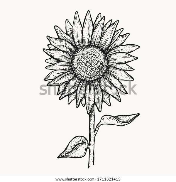 Sunflower Hand Drawn Isolated Ink Drawing Stock Vector (Royalty Free ...