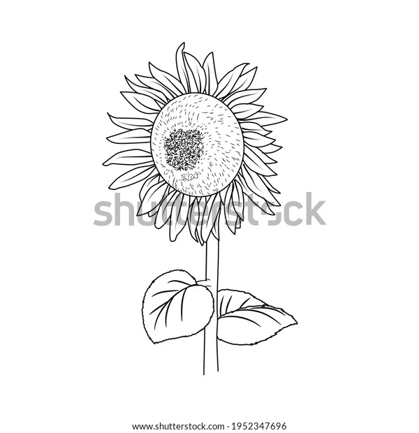 Sunflower Line Art Images Patterns Backgrounds Stock Vector (Royalty ...