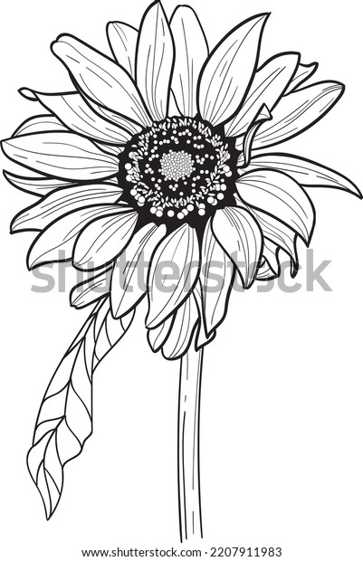 Sunflower Line Art Vector Floral Linear Stock Vector (Royalty Free ...