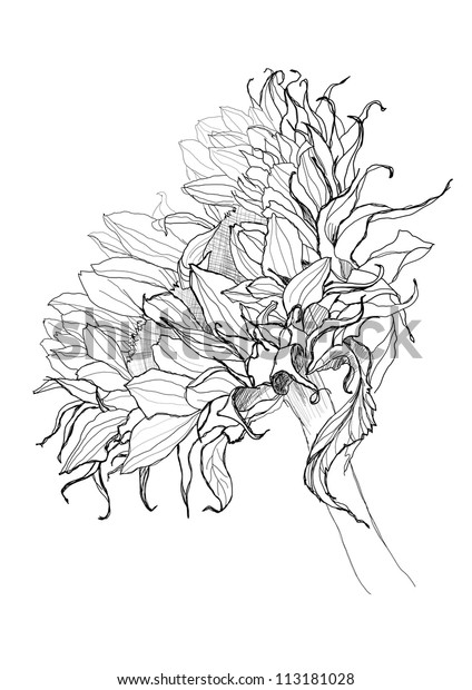 Sunflower Pen Drawing Vector Sketch 스톡 벡터(로열티 프리) 113181028 | Shutterstock