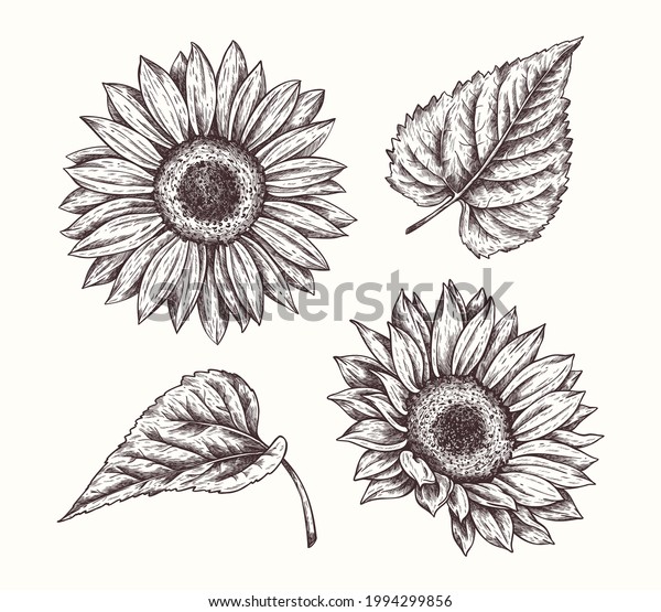 Sunflowers Engraving Style Vector Collection Hand Stock Vector (Royalty ...