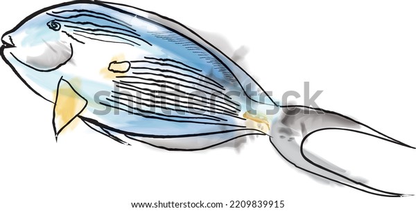 Surgeon Fish Watercolor Vector Red Sea: เวกเตอร์สต็อก (ปลอดค่าลิขสิทธิ์ ...