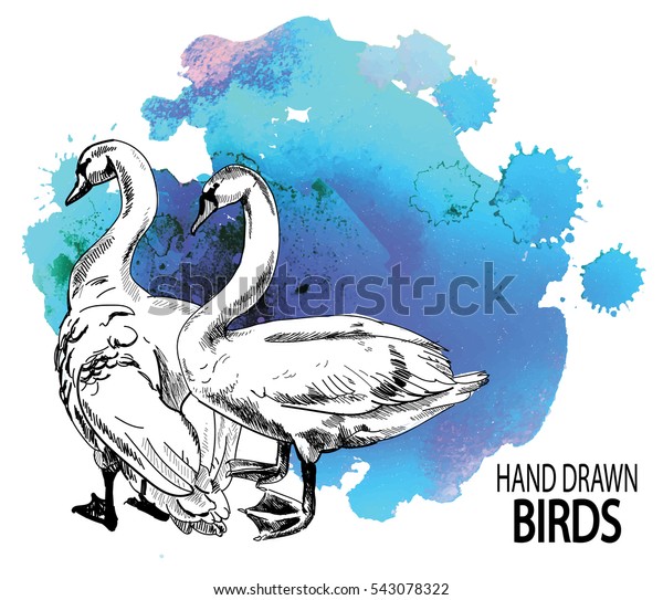 Swan Drawing By Hand Vintage Style Stock Vector (Royalty Free ...