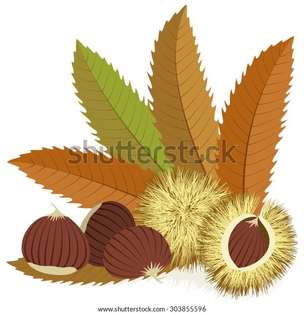 Sweet Chestnuts Leaves Spiny Husks On: immagine vettoriale stock ...