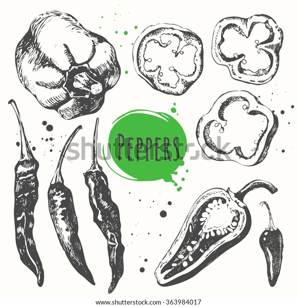 Sweet Hot Peppers Set Hand Drawn Stock Vector (Royalty Free) 363984017 ...