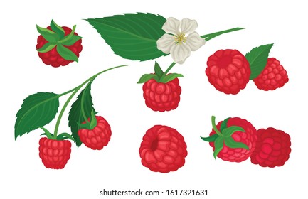 Vector Raspberry Green Leaves Isolated On Stock Vector (Royalty Free ...