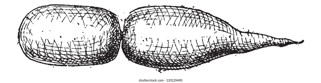 436 Fischblase Images, Stock Photos & Vectors | Shutterstock