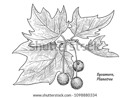 Sycamore Tree Drawing | Free download on ClipArtMag