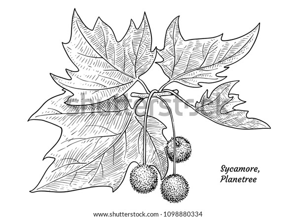 Sycamore Plane Tree Illustration Drawing Engraving Stock Vector ...
