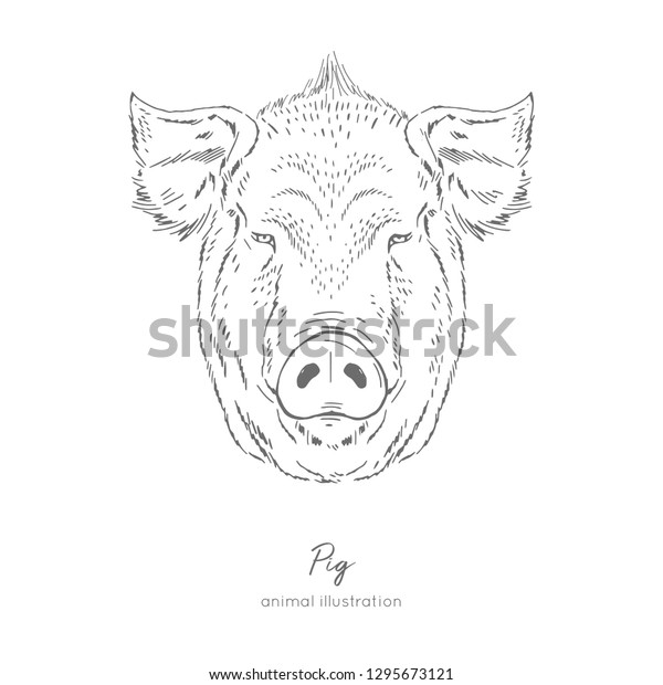 Symmetrical Vector Portrait Illustration Pig Farm Stock Vector (Royalty ...