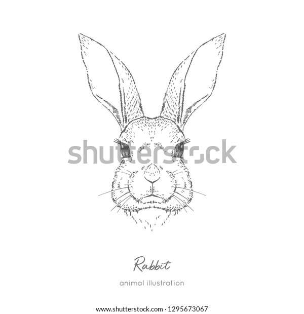 Symmetrical Vector portrait illustration of rabbit farm animal Hand ...
