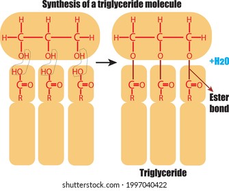 529 Triglyceride molecular structure Images, Stock Photos & Vectors ...