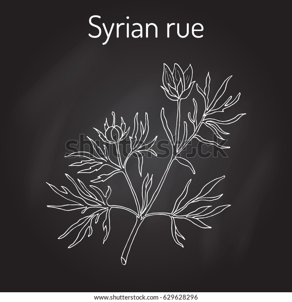 Syrian Rue Peganum Harmala Called Esfand: เวกเตอร์สต็อก (ปลอดค่า ...