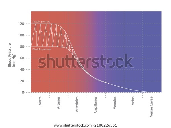 Systemic Blood Pressure Chart Chart Showing: เวกเตอร์สต็อก (ปลอดค่า ...