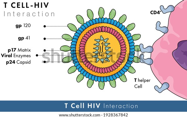 T helper cell or Th cell molecular interaction with human immune ...