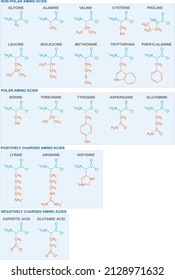 Table List All 20 Amino Acids: เวกเตอร์สต็อก (ปลอดค่าลิขสิทธิ์ ...