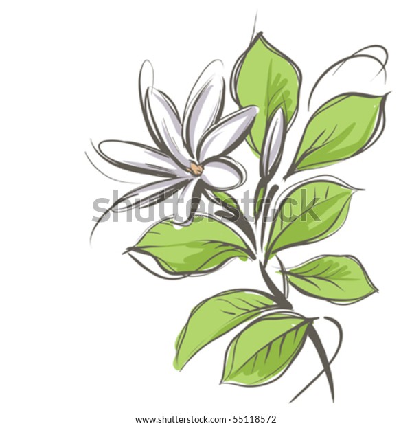 Tahitian Tiare Vector Flower Stock Vector (Royalty Free) 55118572