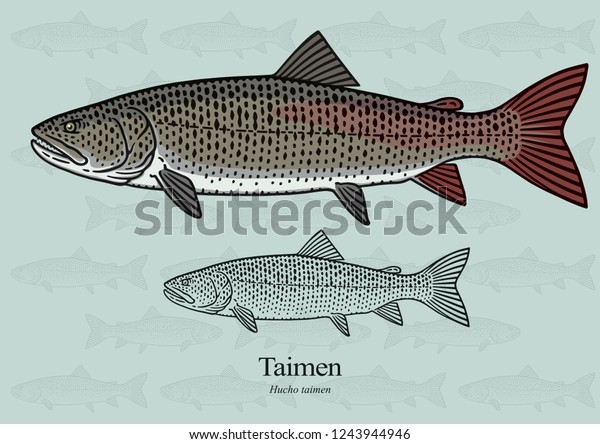 Taimen Vector Illustration Refined Details Optimized Stock Vector ...
