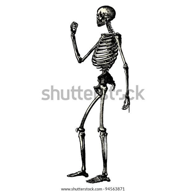 Talking Skeleton Vintage Engraved Illustration Manuel Stock Vector ...