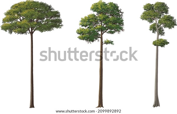 Tall Big Trees Vector Illustration Isolated: เวกเตอร์สต็อก (ปลอดค่า ...