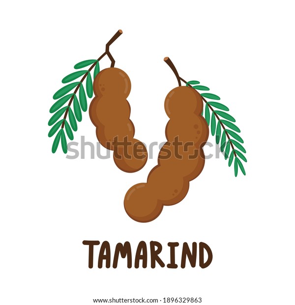Tamarind Cartoon Vector Tamarind On White Stock Vector (Royalty Free ...