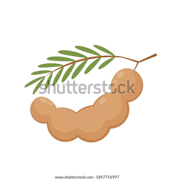 Tamarind Cartoon Vector Tamarind On White Stock Vector (Royalty Free ...
