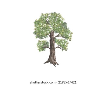 Tamarind Tree Vector Illustration Digital Hand Stock Vector (Royalty ...