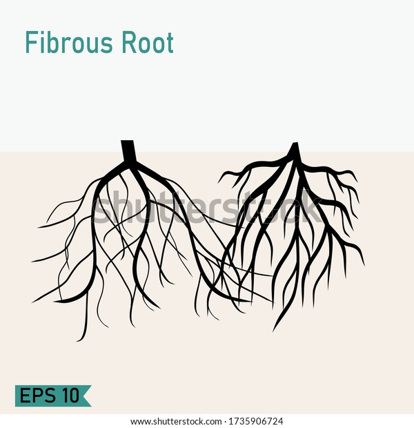 Taproot Fibrous Roots Flat Style Illustration Stock Vector (Royalty ...