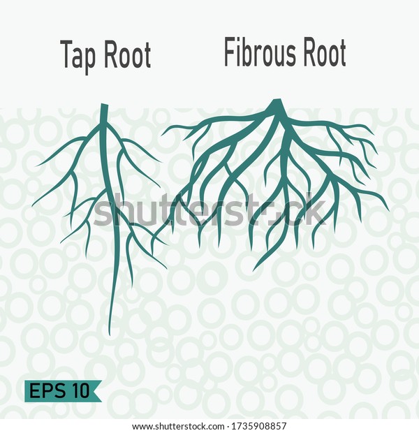 Taproot Fibrous Roots Flat Style Illustration Stock Vector (Royalty ...