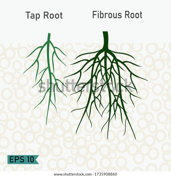 Taproot Fibrous Roots Flat Style Illustration Stock Vector (Royalty ...
