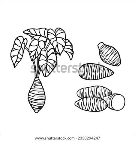 Taro Plant Drawing | Free download on ClipArtMag